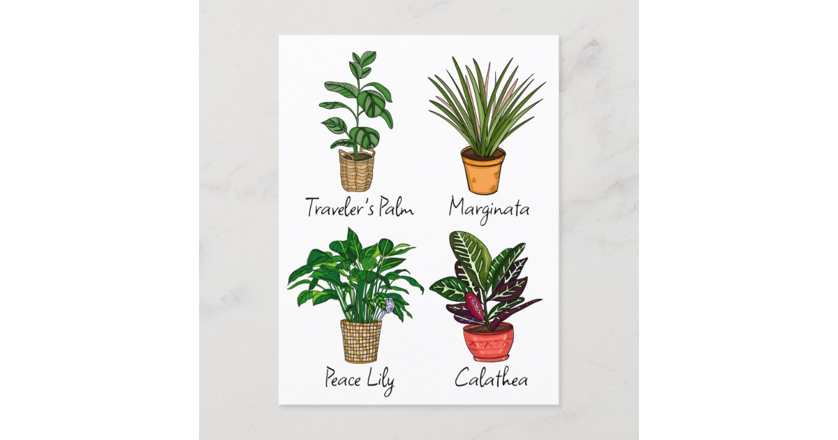 Hand Drawn House Plants Art Postcard | Zazzle