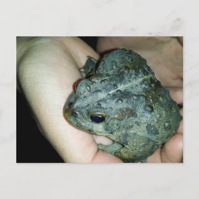 hand holding a toad frog holiday postcard | Zazzle