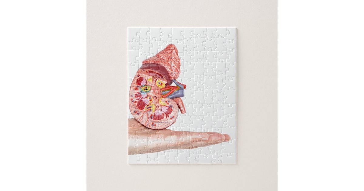Hand showing model with inside of human kidney jigsaw puzzle | Zazzle