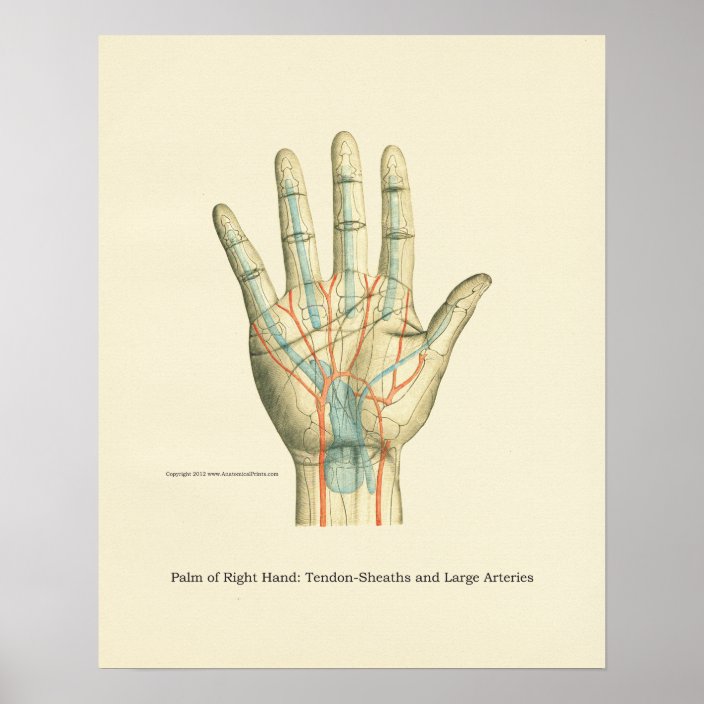 Hand & Wrist Internal Anatomy Poster | Zazzle.com