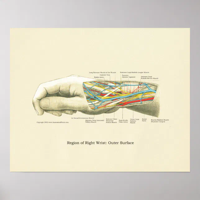Hand & Wrist Internal Anatomy Poster | Zazzle