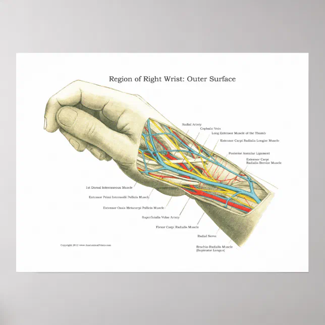 Hand & Wrist Internal Anatomy Poster | Zazzle