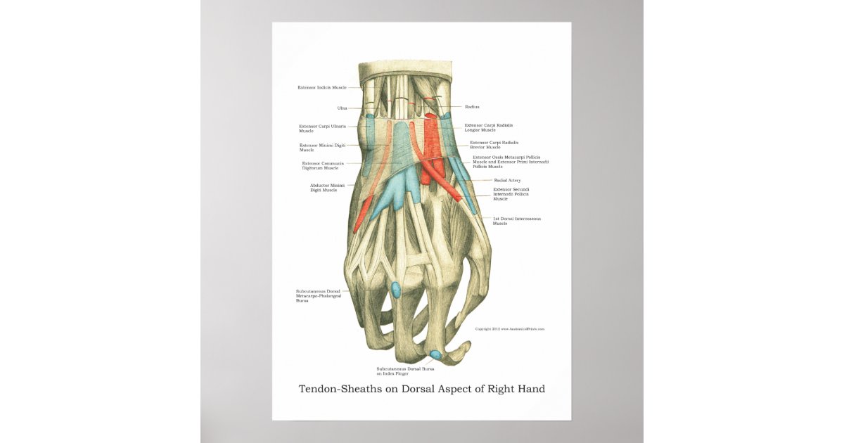 Hand & Wrist Internal Anatomy Poster | Zazzle