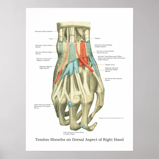 Hand & Wrist Internal Anatomy Poster | Zazzle