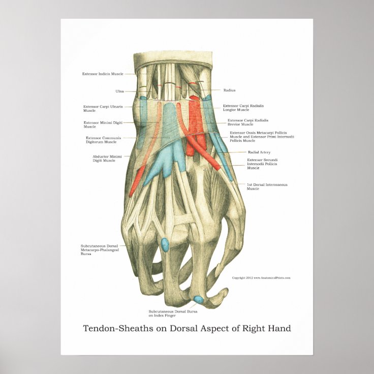 Hand & Wrist Internal Anatomy Poster | Zazzle