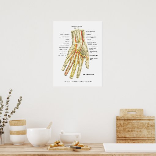 Hand & Wrist Internal Anatomy Poster | Zazzle