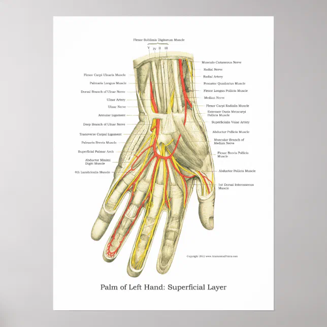 Hand & Wrist Internal Anatomy Poster | Zazzle