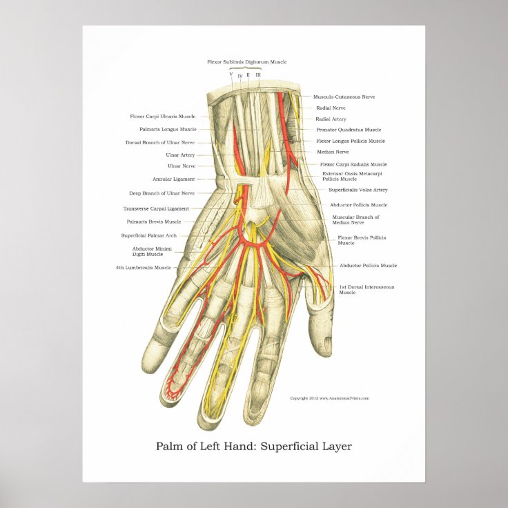Hand & Wrist Internal Anatomy Poster | Zazzle