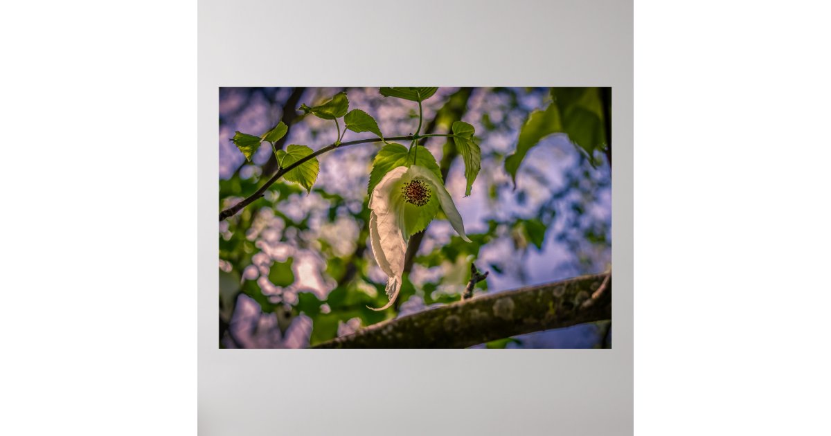 Handkerchief Tree Poster | Zazzle