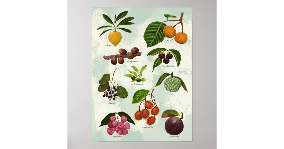 Handpainted Exotic Filipino Tropical Fruits Poster | Zazzle