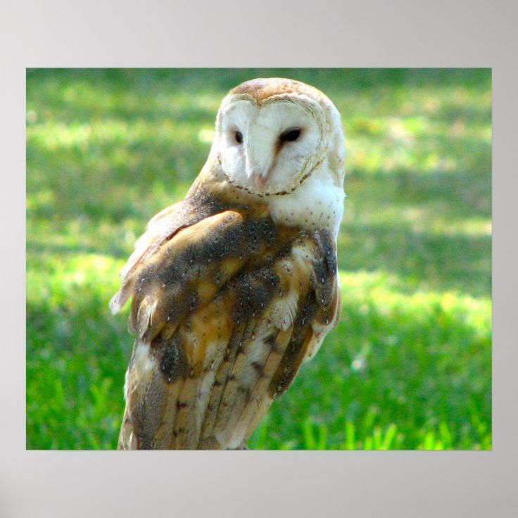 Handsome Barn Owl Poster | Zazzle