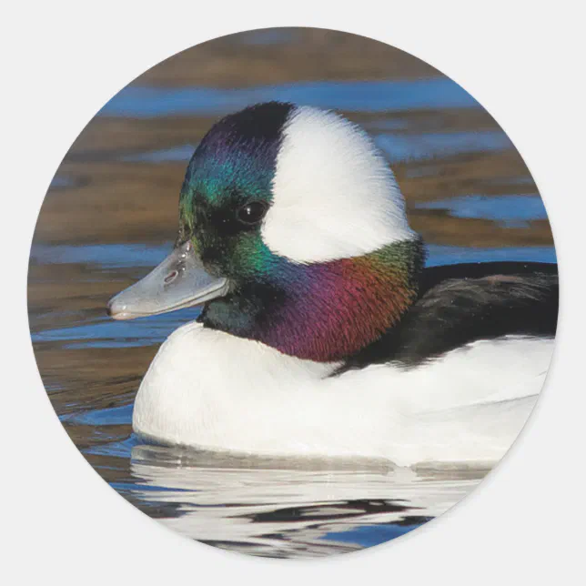 Handsome Bufflehead Duck at the Winter Pond Classic Round Sticker | Zazzle