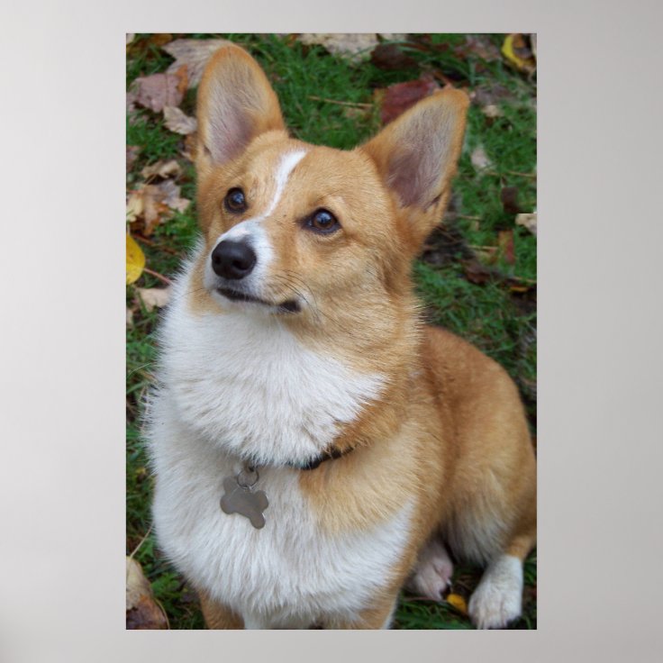 Handsome Corgi Poster | Zazzle