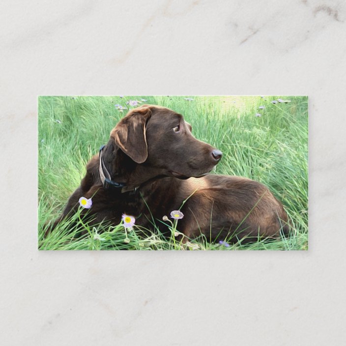 Handsome Labrador Retriever Photograph Animal Care Business Card ...