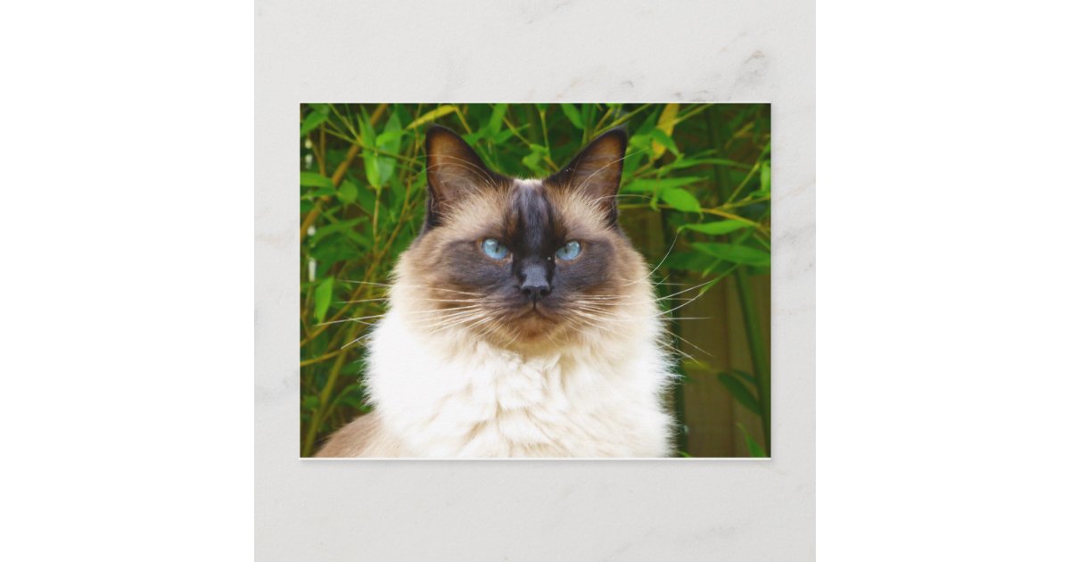 Handsome Oscar Postcard | Zazzle