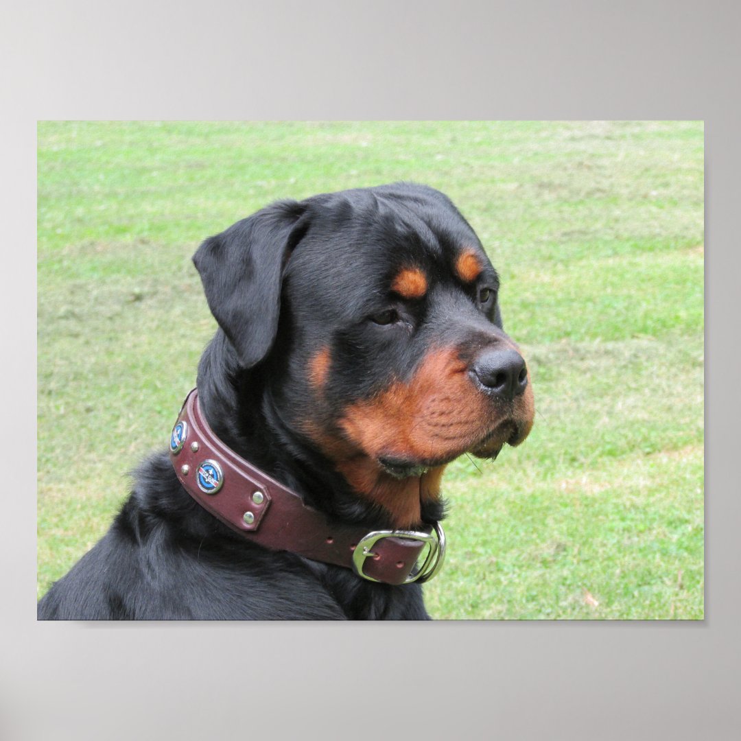 Handsome Rottweiler Poster | Zazzle