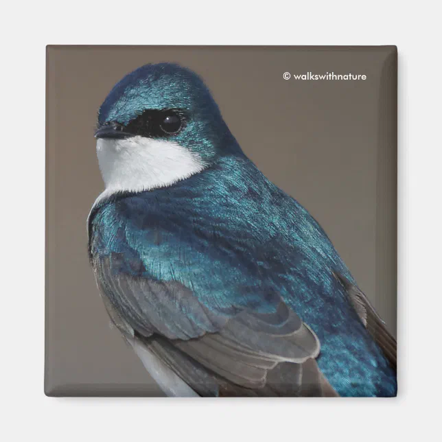 Handsome Tree Swallow Songbird on a Wire Magnet | Zazzle