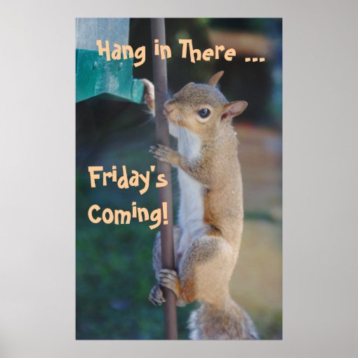 Hang in There, Friday'sComing! Squirrel Poster | Zazzle
