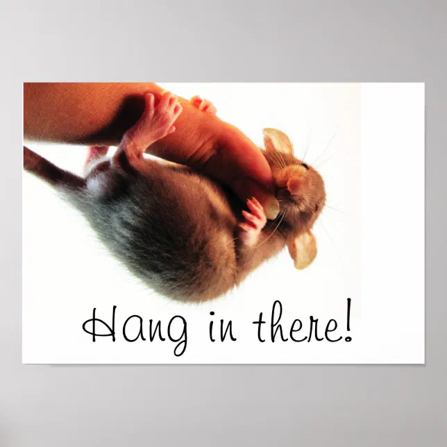 Hang in There Rat Poster | Zazzle