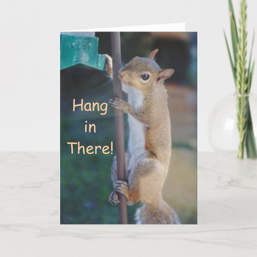 Hang in There, Squirrel hanging on bird feeder Card | Zazzle