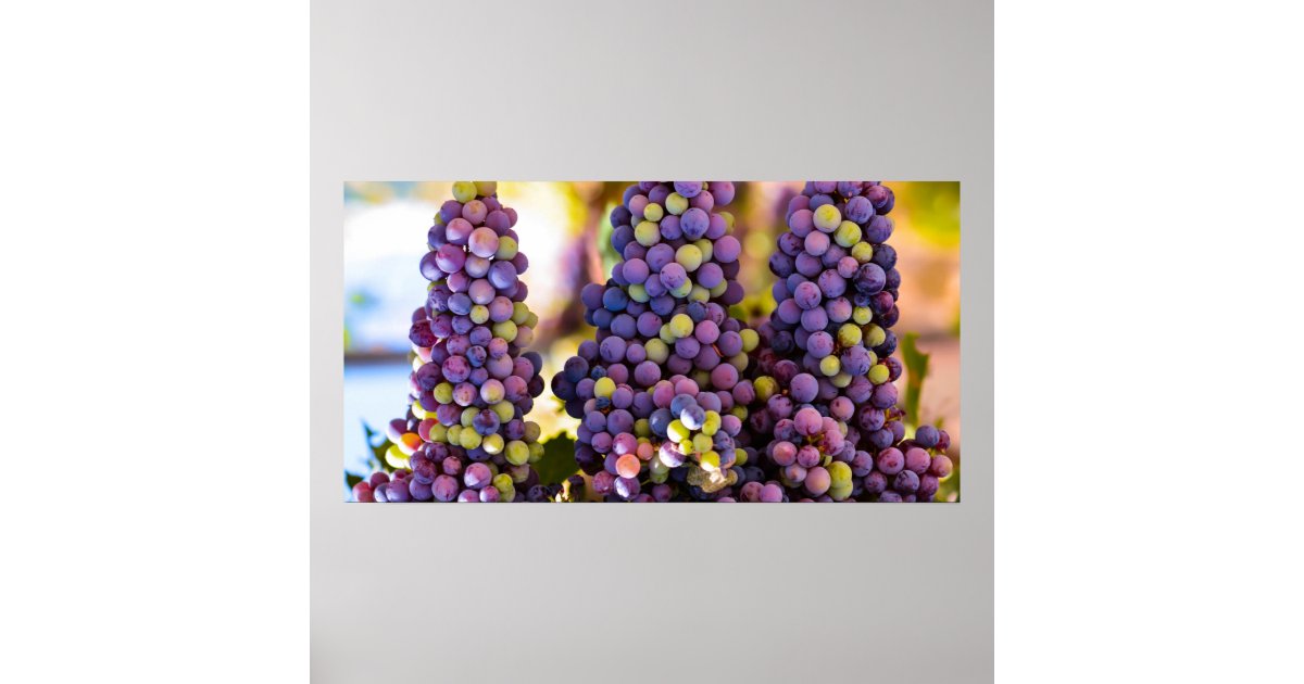 Hanging Bunches of Grapes Poster | Zazzle