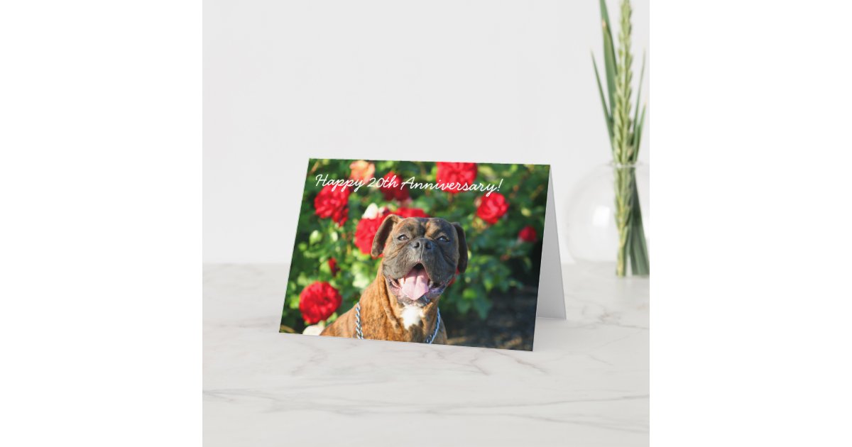 Happy 20th Anniversary Boxer Greeting Card | Zazzle