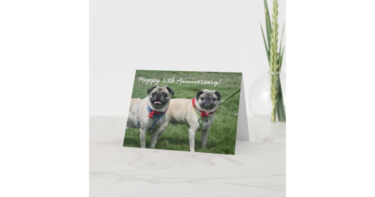 Happy 20th Anniversary Pugs greeting card | Zazzle