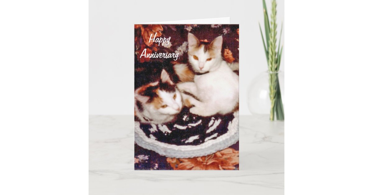 Happy Anniversary Cat Card | Zazzle