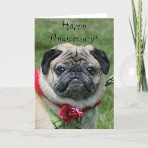 Happy Anniversary Pug Greeting Card | Zazzle