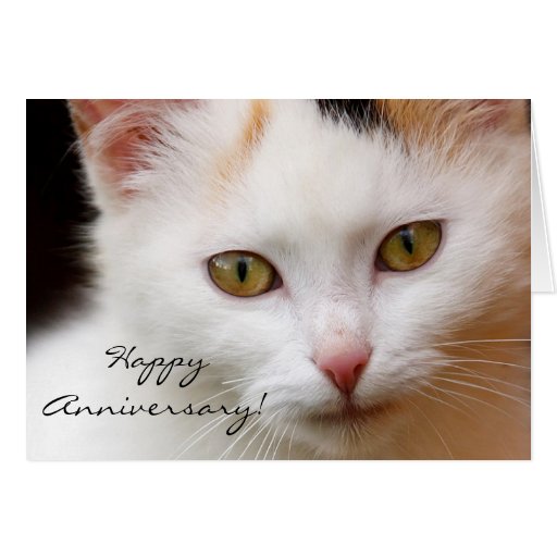 Happy Anniversary White cat greeting card | Zazzle
