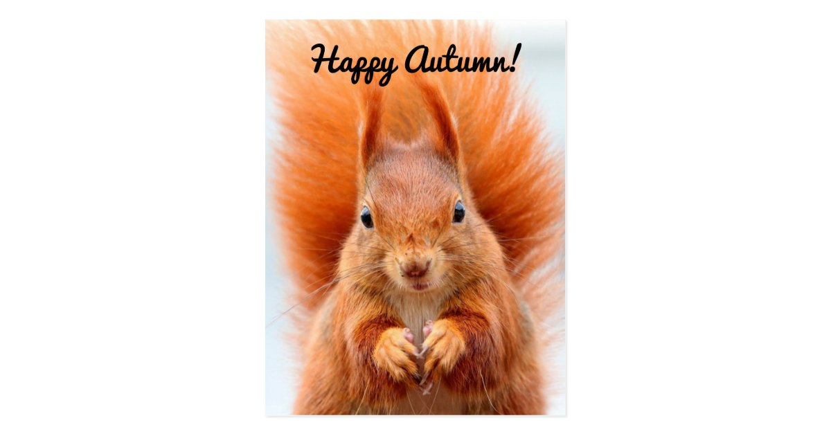 Happy Autumn Squirrel Postcard | Zazzle.com