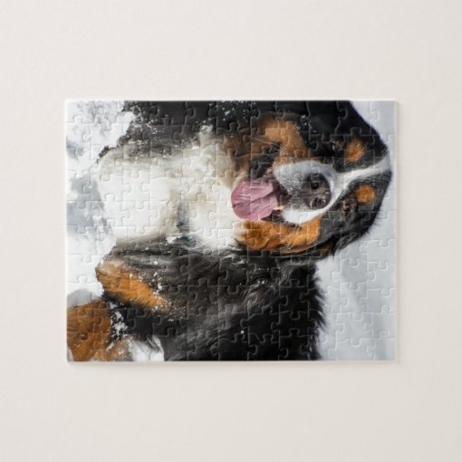 Happy Bernese Mountain Dog In Winter Snow Jigsaw Puzzle | Zazzle