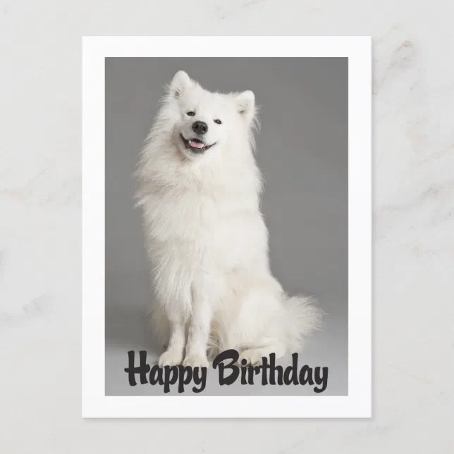 Happy Birthday American Eskimo Puppy Dog Postcard | Zazzle