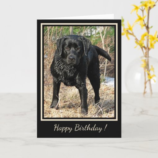 Happy Birthday Black Labrador - Duck Hunting Dog Card | Zazzle