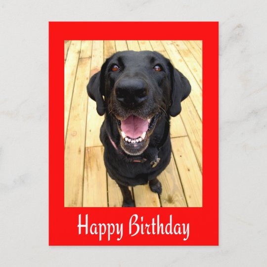 Happy Birthday Black Labrador Retriever Post Card | Zazzle.com