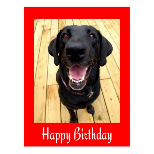 Happy Birthday Black Labrador Retriever Post Card | Zazzle