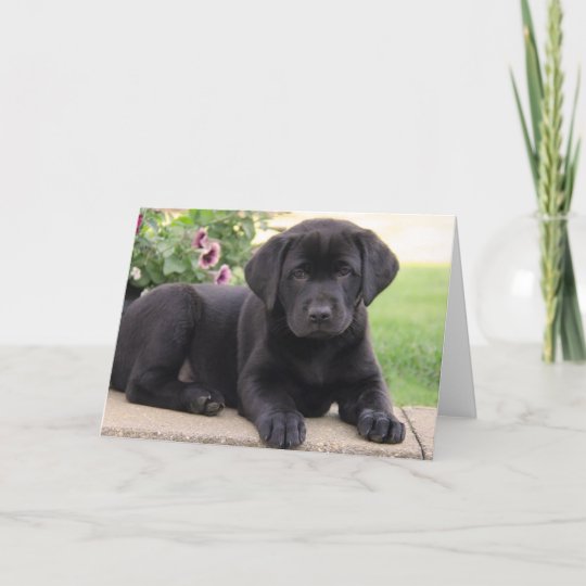 Happy Birthday Black Labrador Retriever Puppy Dog Card | Zazzle.com