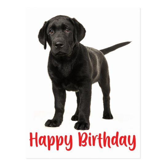 Happy Birthday Black Labrador Retriever Puppy Dog Postcard | Zazzle.com