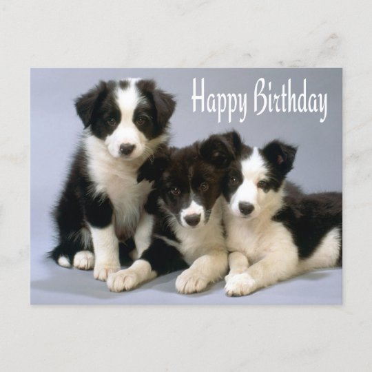 Happy Birthday Border Collie Puppy Dog Post Card | Zazzle