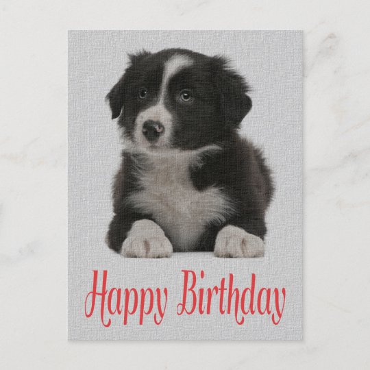 Happy Birthday Border Collie Puppy Dog Post Card | Zazzle.com