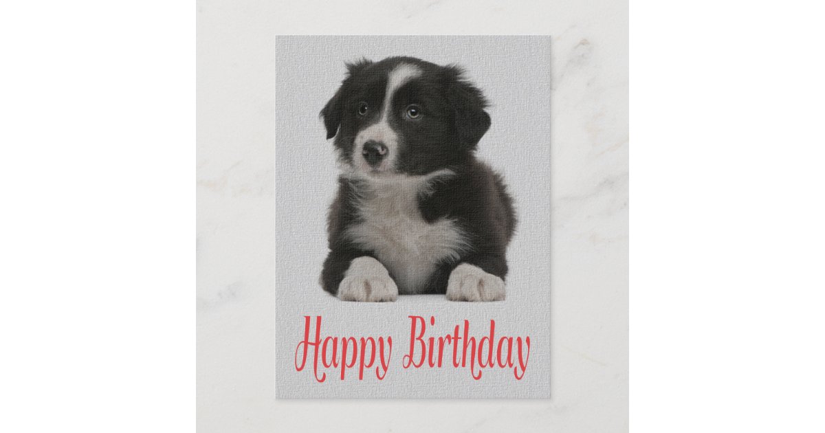 Happy Birthday Border Collie Puppy Dog Post Card | Zazzle