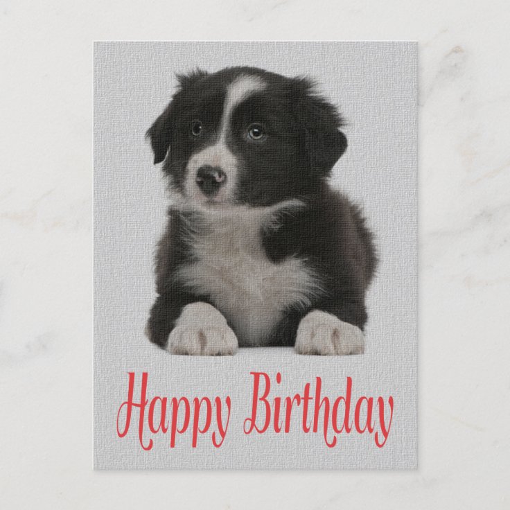 Happy Birthday Border Collie Puppy Dog Post Card | Zazzle