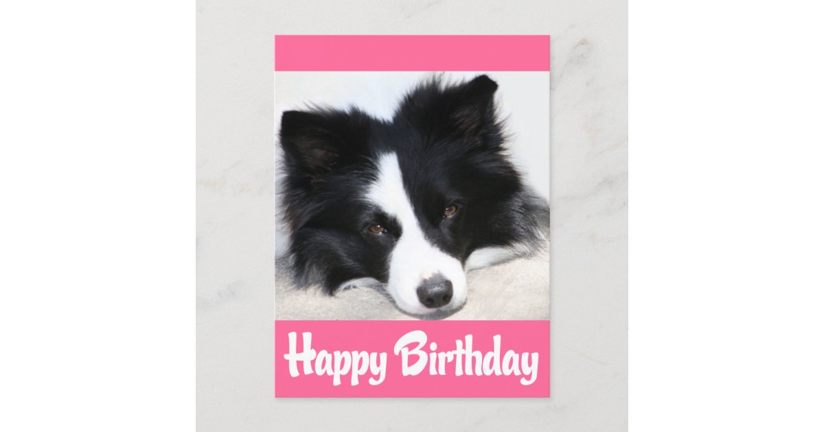 Happy Birthday Border Collie Puppy Dog Postcard | Zazzle