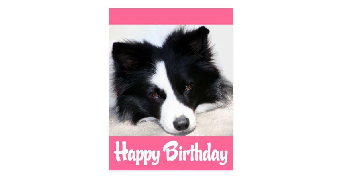 Happy Birthday Border Collie Puppy Dog Postcard | Zazzle.com