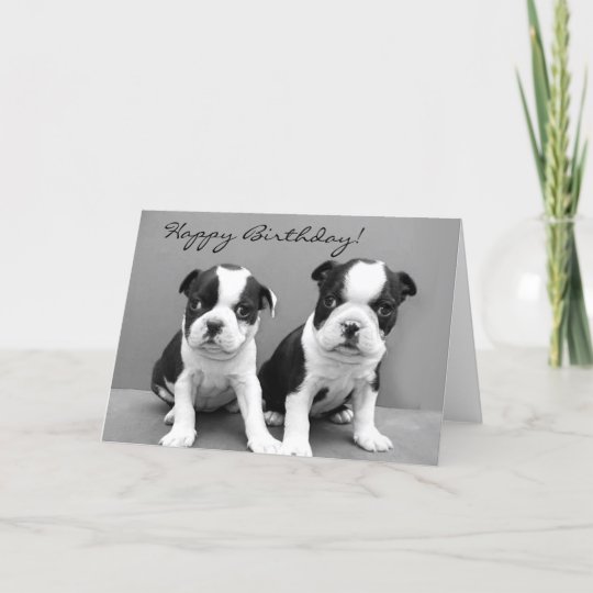 Happy Birthday Boston Terrier greeting card | Zazzle.com