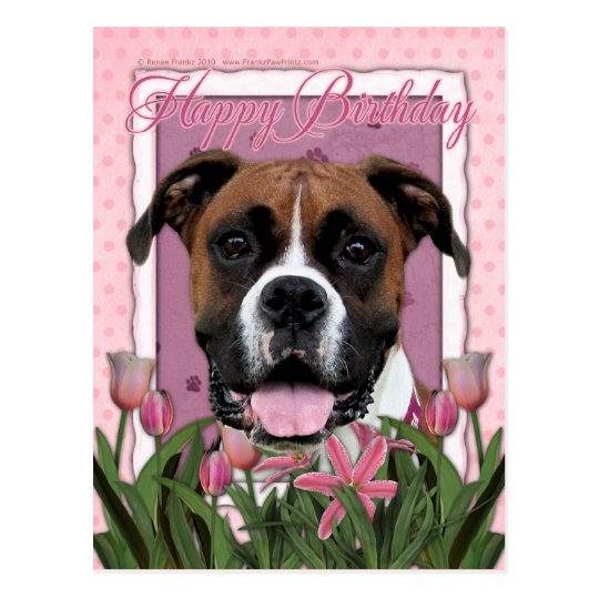 Happy Birthday - Boxer - Vindy Postcard | Zazzle.com