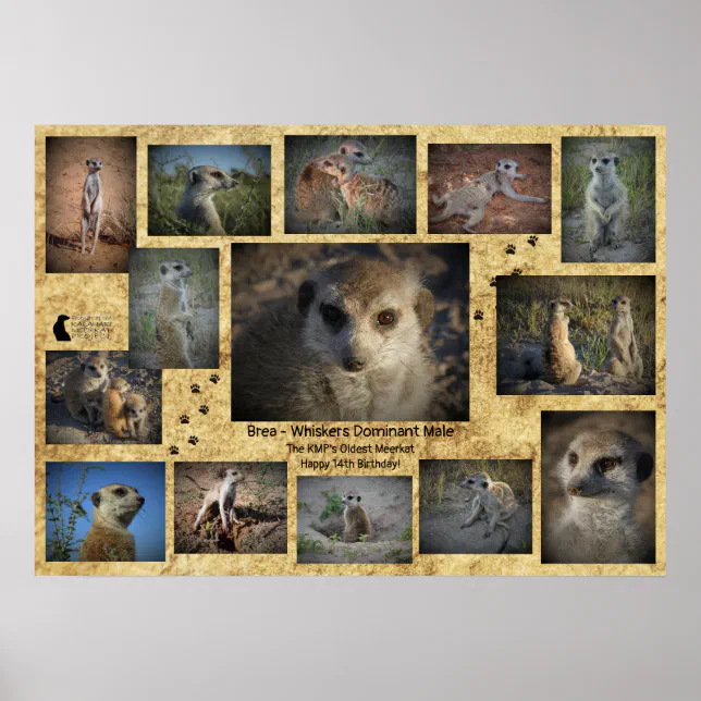 Happy Birthday Brea Poster | Zazzle