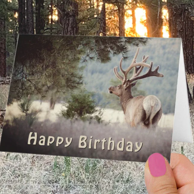 Happy Birthday Bull Elk Photograph Template | Zazzle