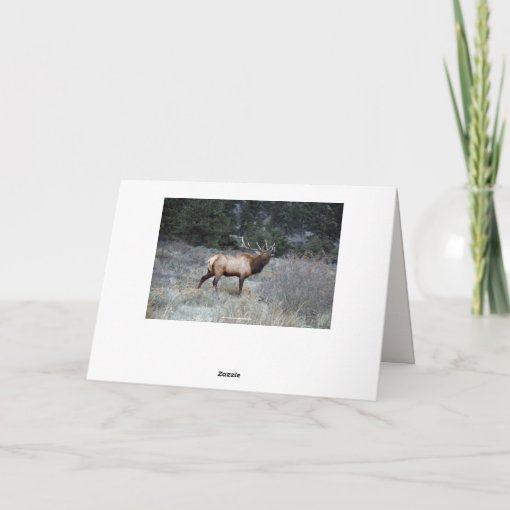 Happy Birthday, Bull Elk Resting Card | Zazzle