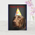 Happy Birthday card~Chocolate Lab Card | Zazzle